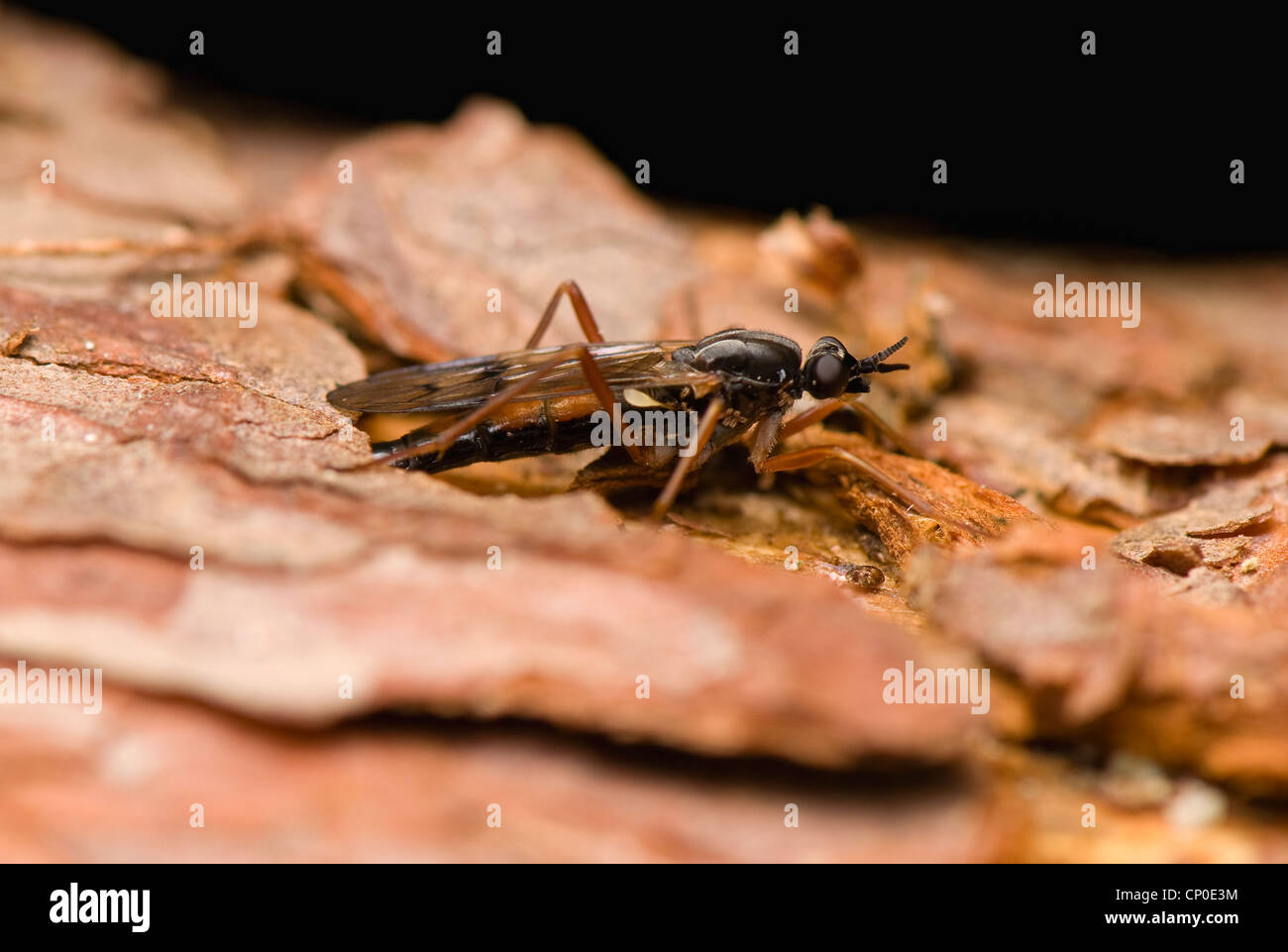 Hymenoptera wasp Ichneumonidae Stock Photo - Alamy