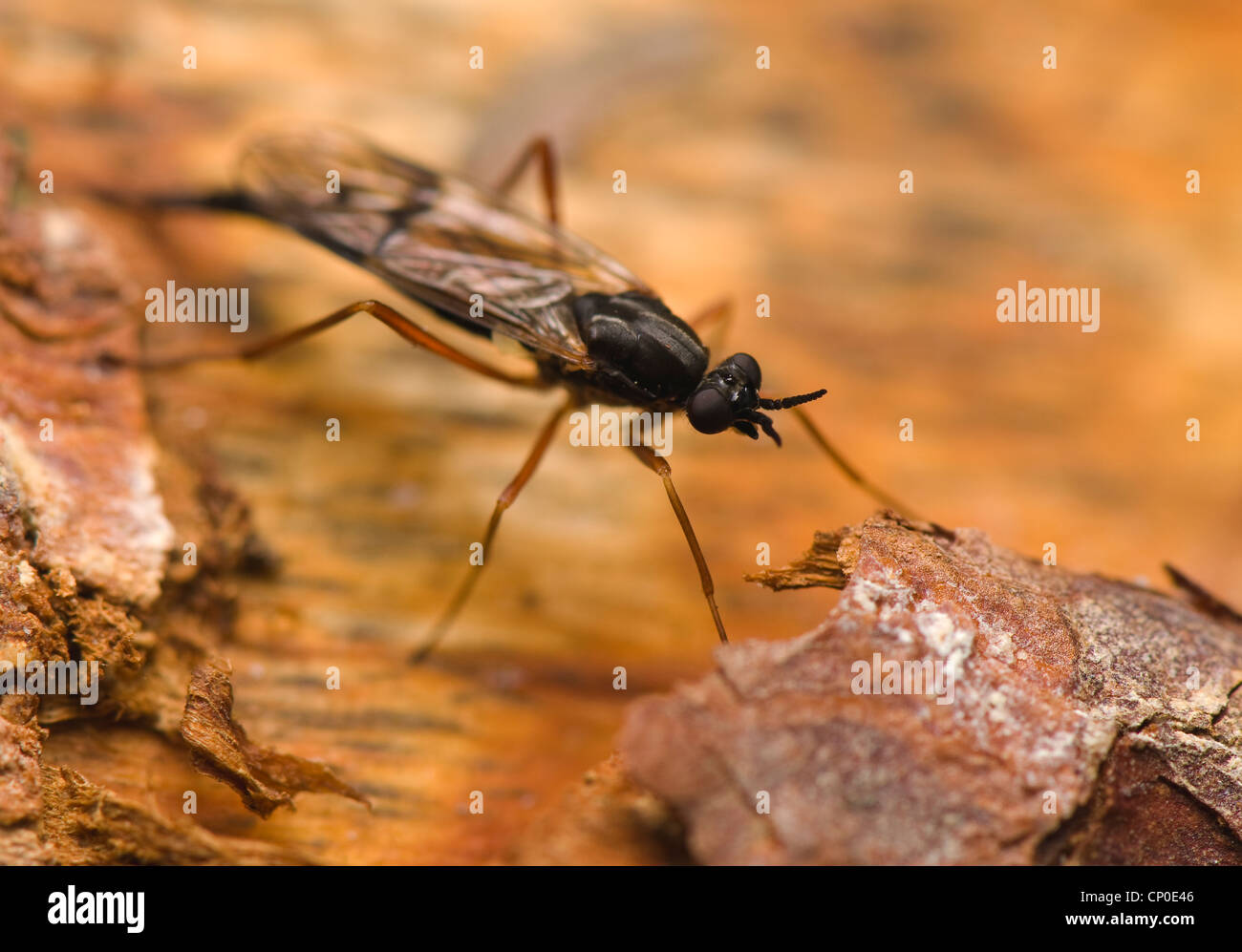 Hymenoptera wasp Ichneumonidae Stock Photo - Alamy