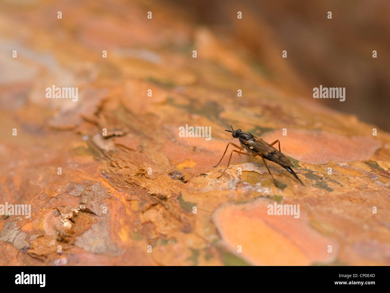 Hymenoptera wasp Ichneumonidae Stock Photo - Alamy