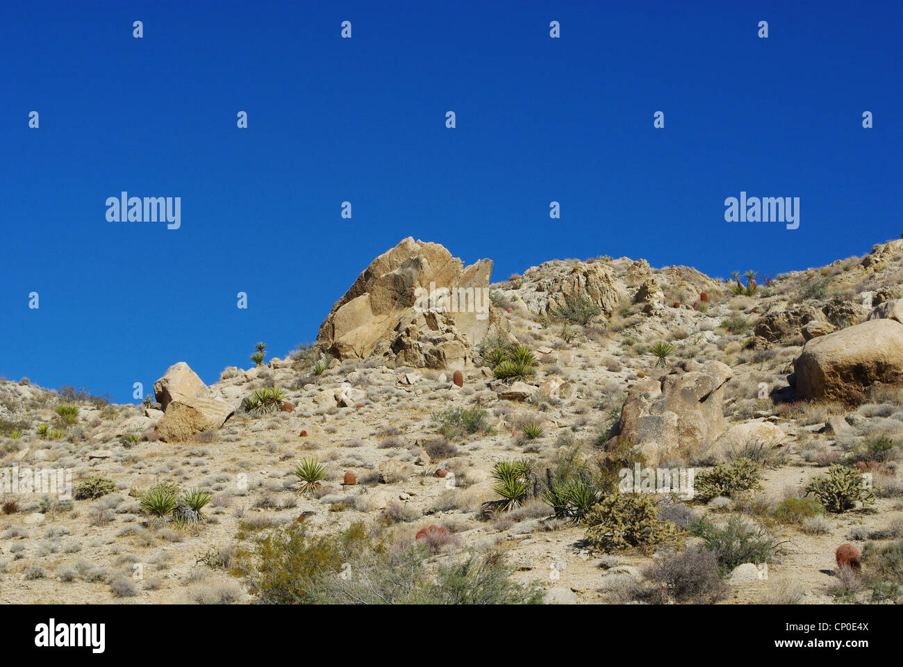 High desert plants and rocks under blue sky, Nevada Stock Photo - Alamy