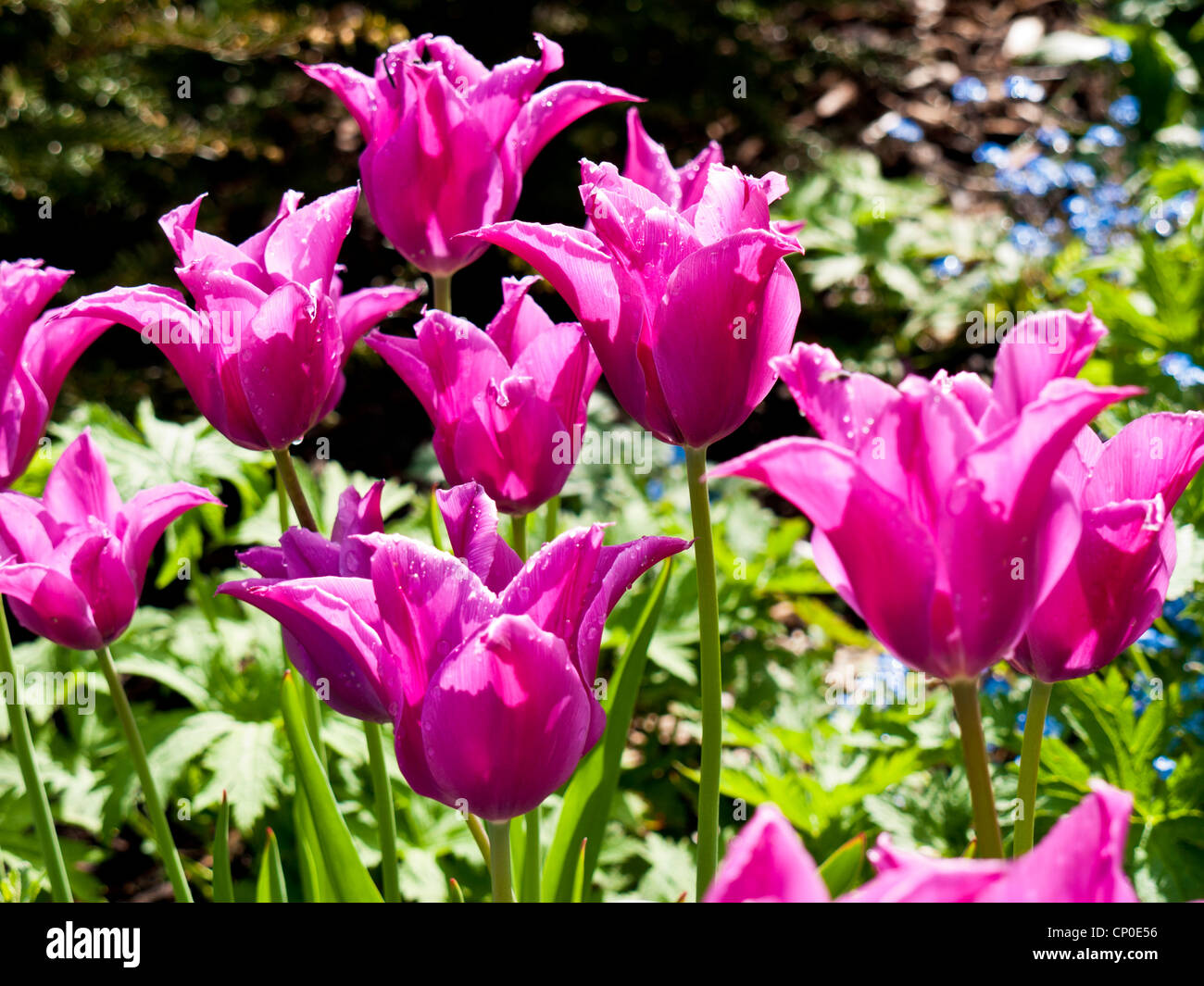 Rose coloured Tulips tulipa Stock Photo - Alamy