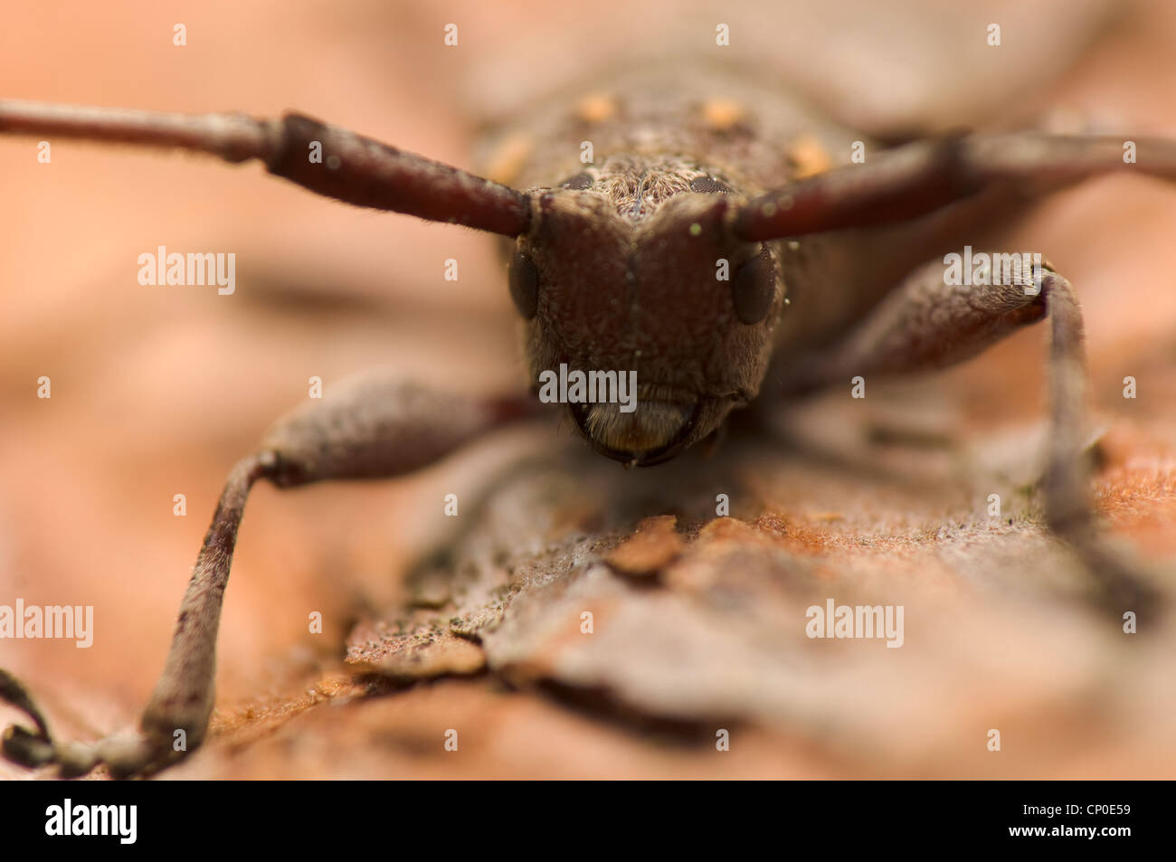 Timberman beetle acanthocinus aedilis hi-res stock photography and ...