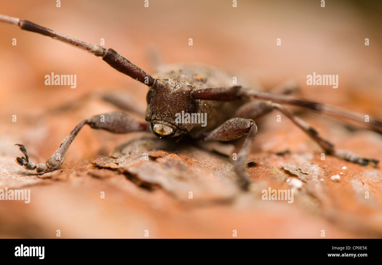 Timberman beetle acanthocinus aedilis hi-res stock photography and ...