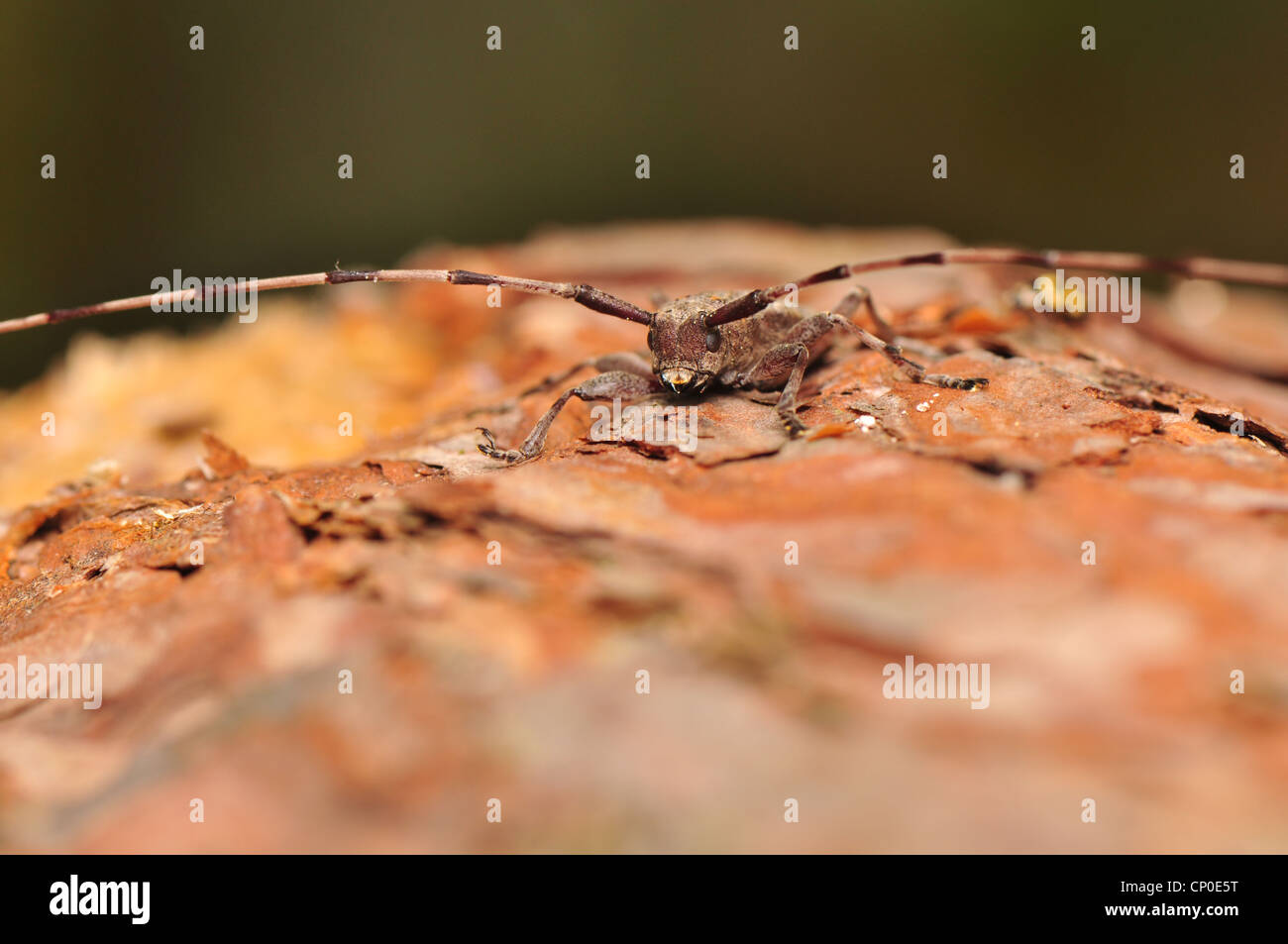Timberman beetle acanthocinus aedilis hi-res stock photography and ...