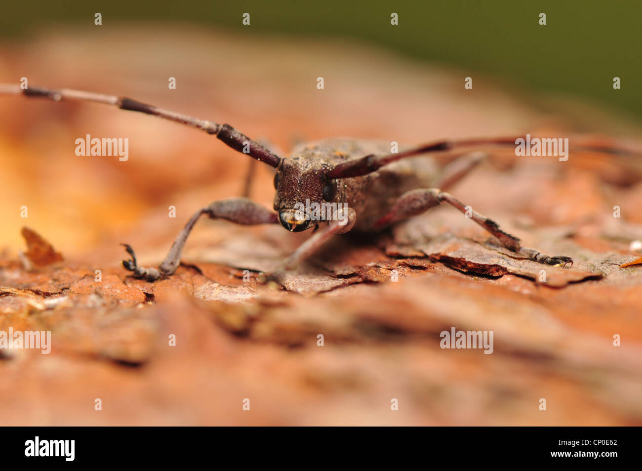 Timberman beetle acanthocinus aedilis hi-res stock photography and ...