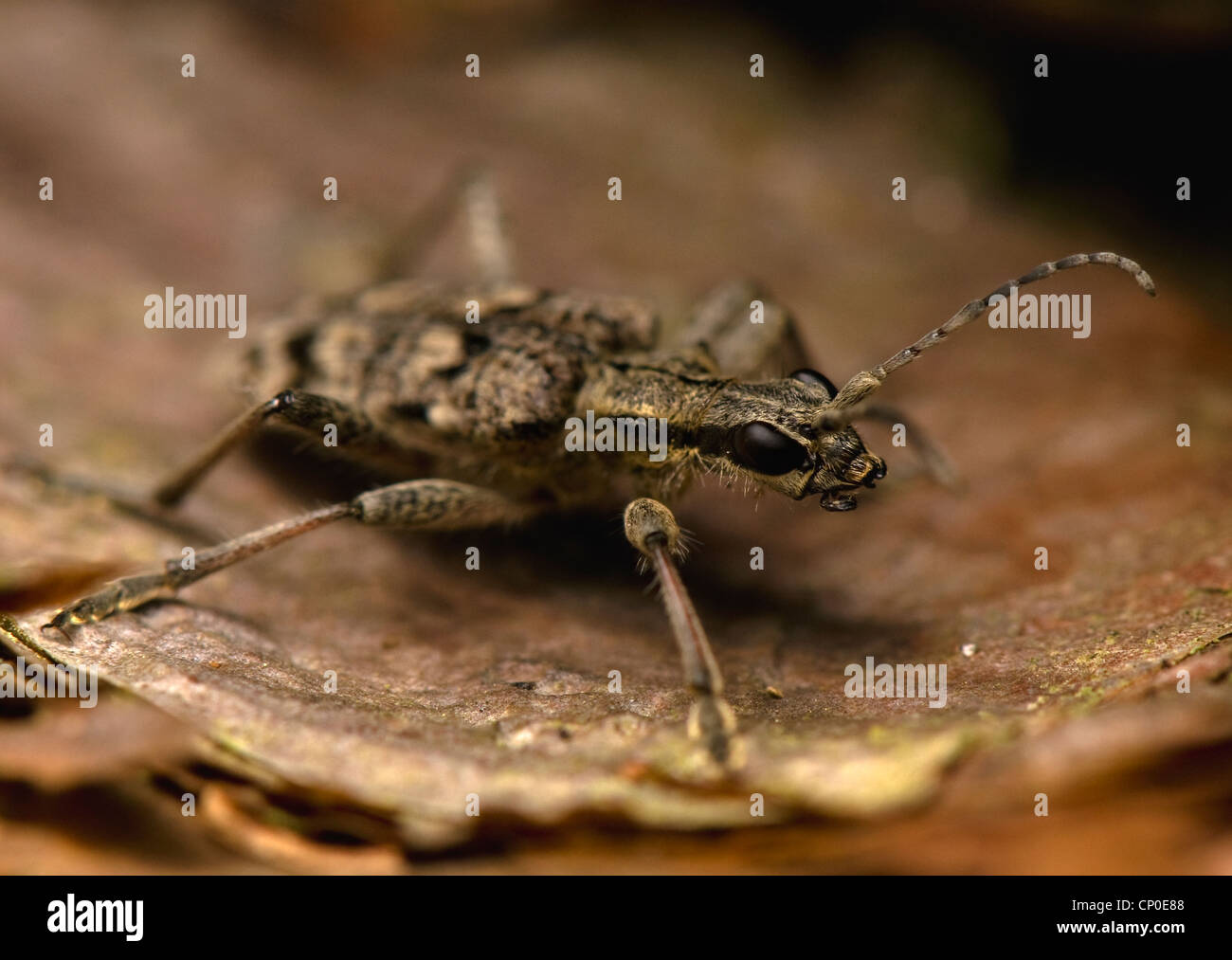 Ribbed pine borer ribbed pine borer hi-res stock photography and images ...