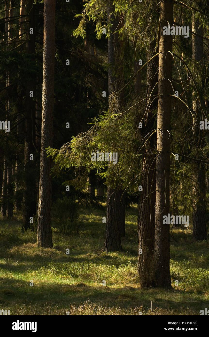 Pine spring hi-res stock photography and images - Alamy