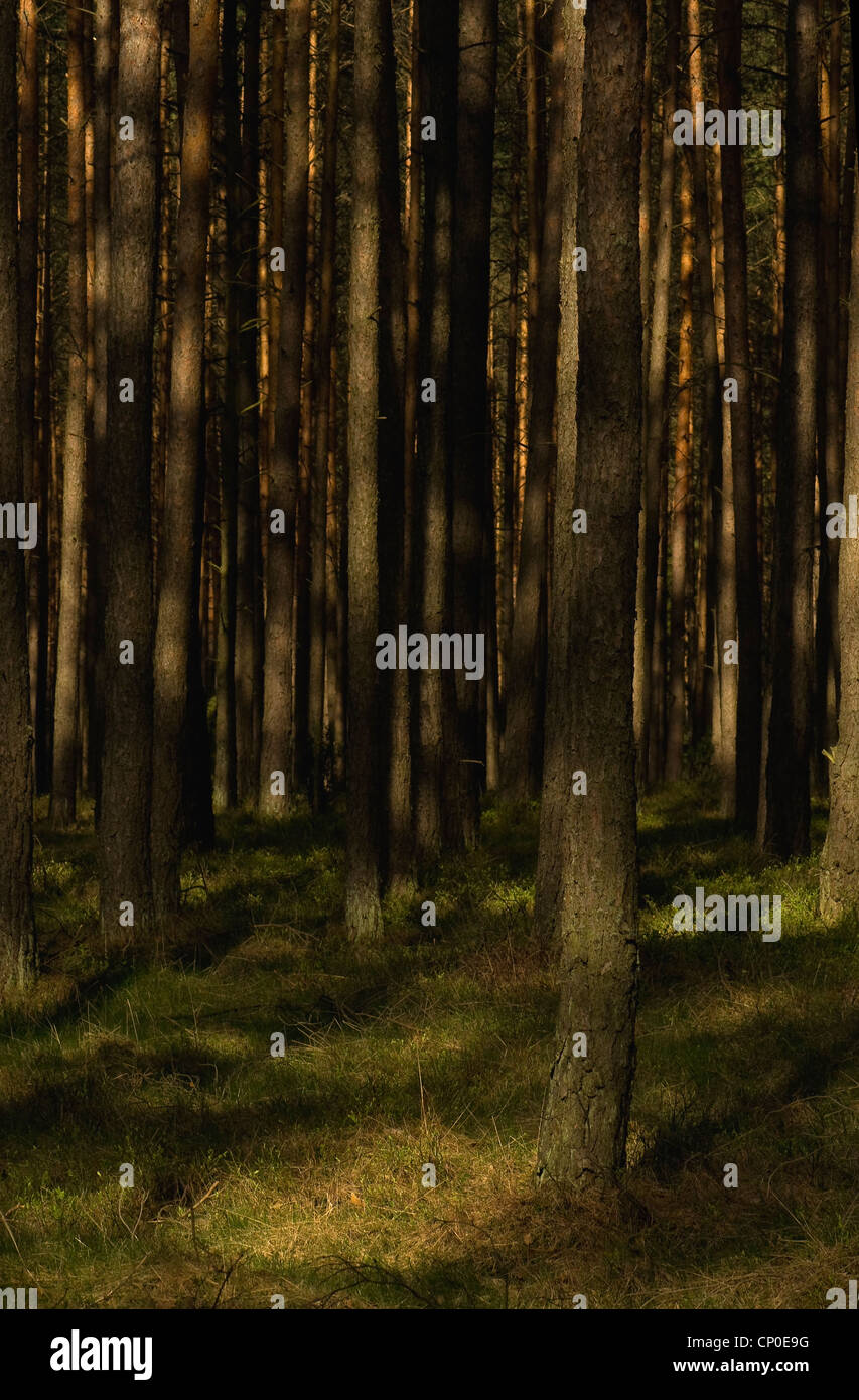 Pine spring forest Stock Photo - Alamy