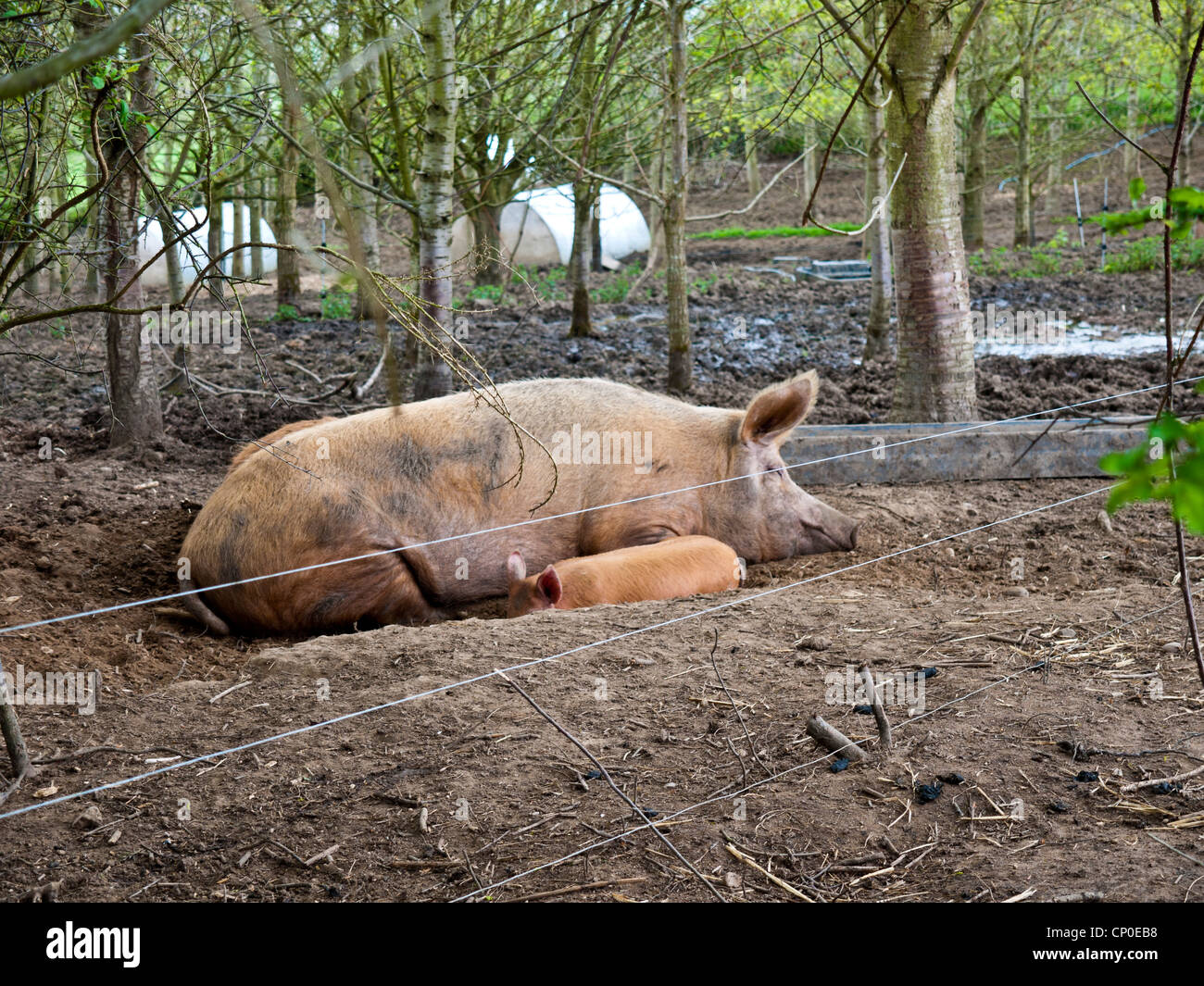 Laying in mud hi-res stock photography and images - Alamy