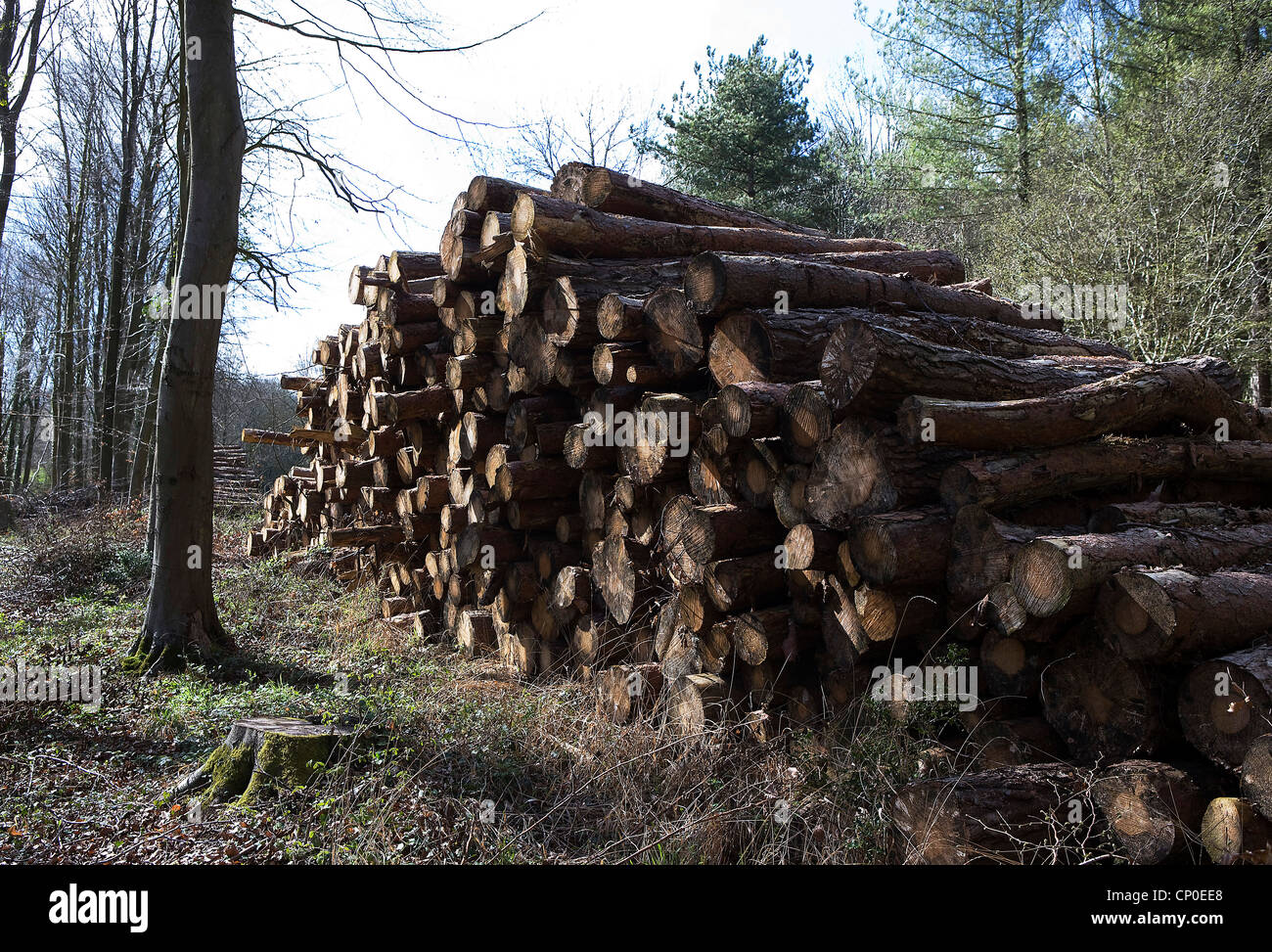 Stacked logs in woodland Stock Photo - Alamy