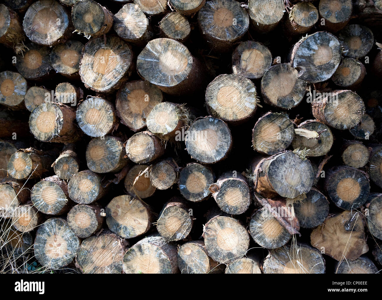 Stacked logs in woodland Stock Photo - Alamy