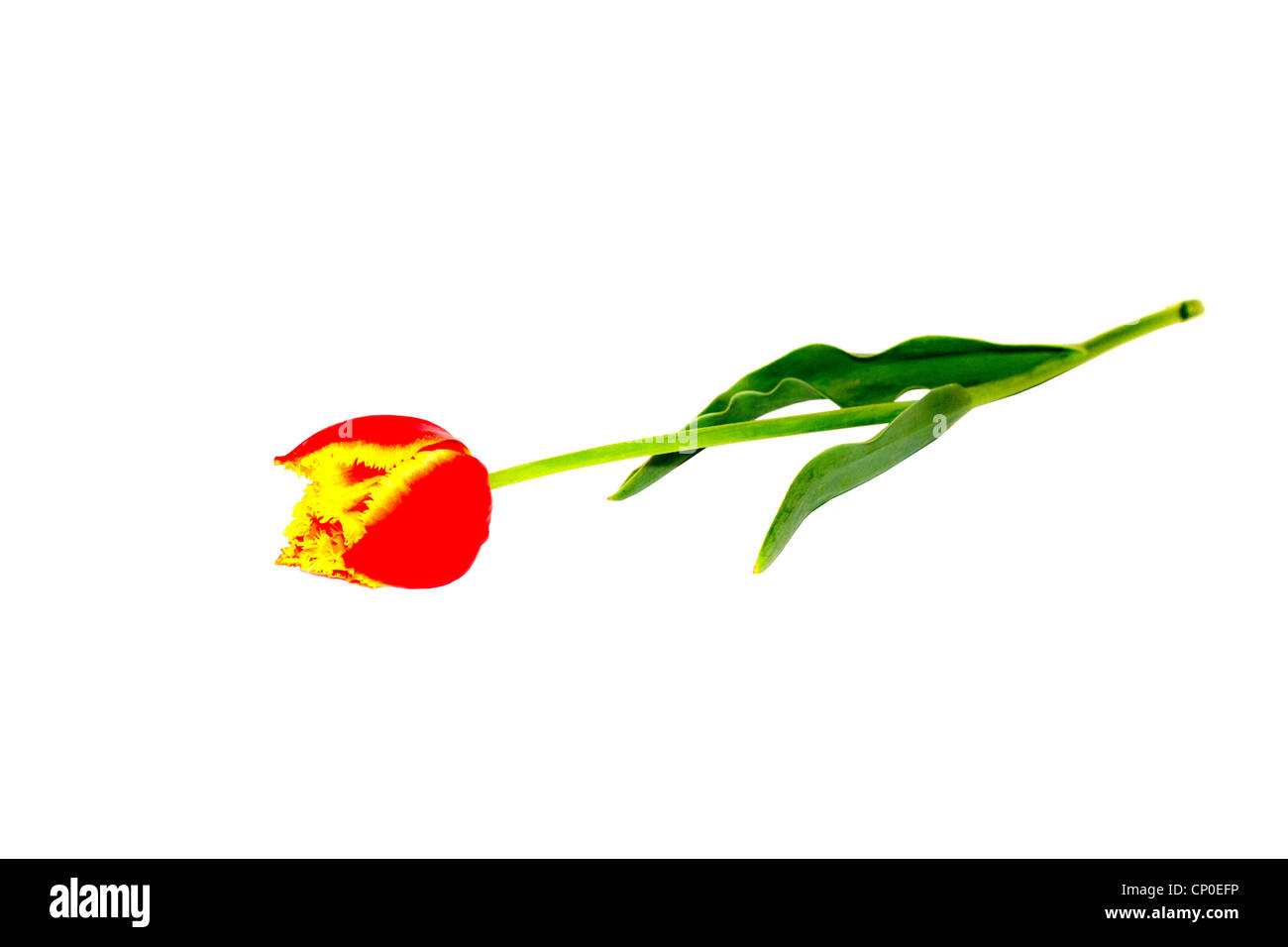 Spring summer red yellow Cut Out Stock Images & Pictures - Alamy