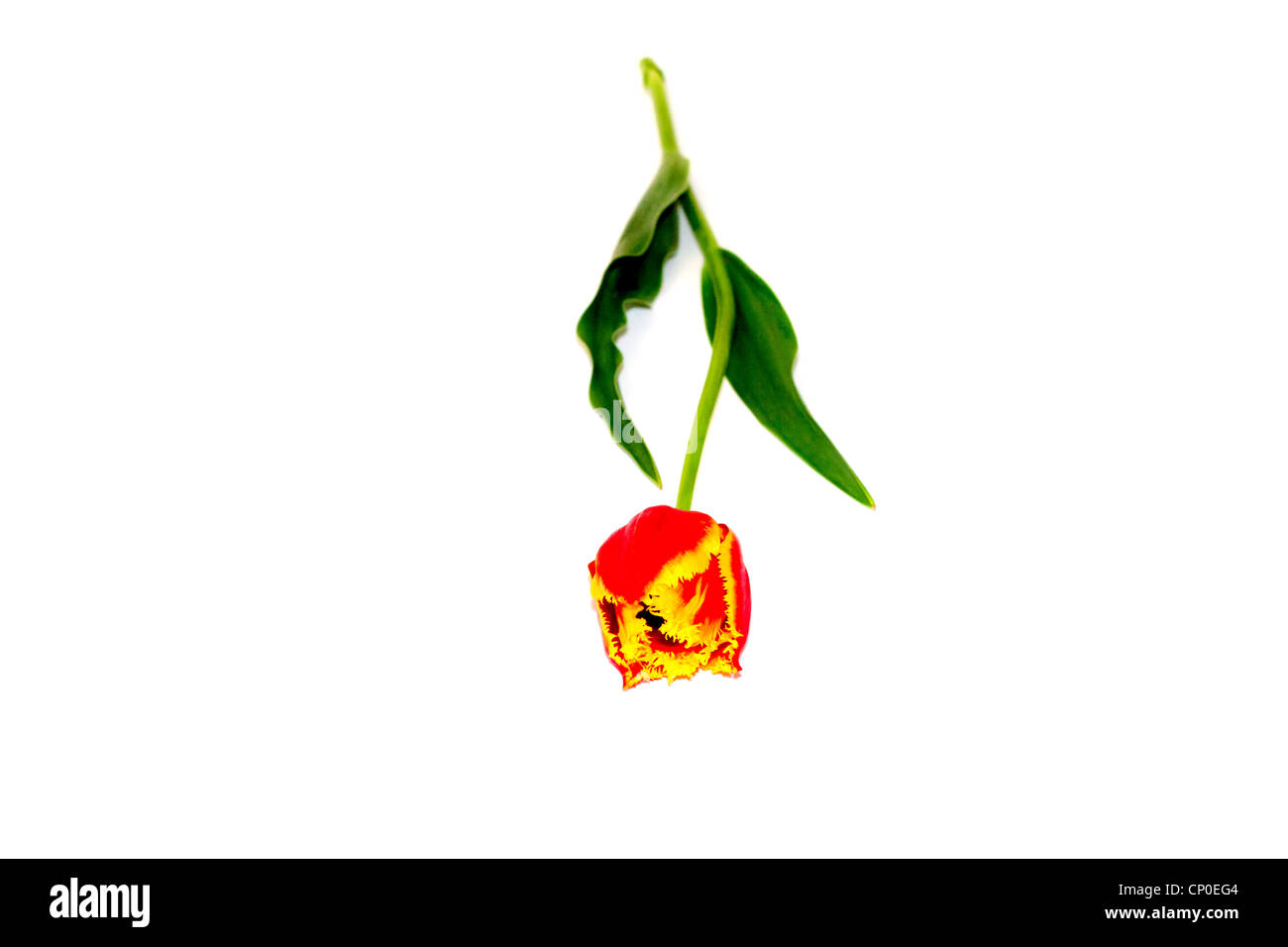 Flower head red tulip Cut Out Stock Images & Pictures - Alamy
