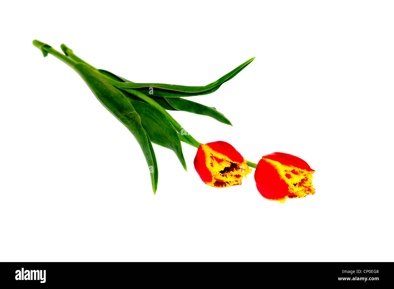 Orange red flowers Cut Out Stock Images & Pictures - Alamy