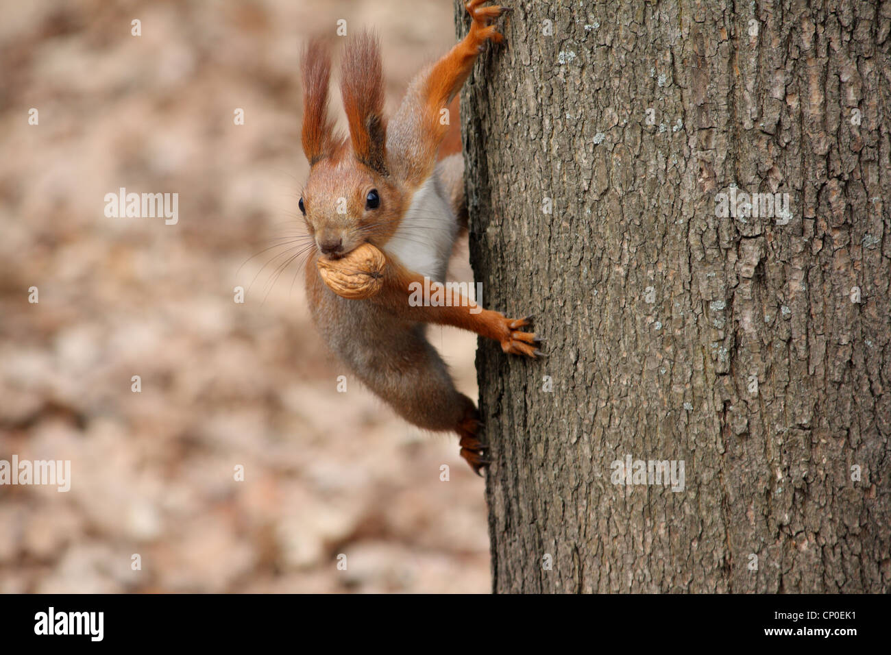 Squirrel on the tree with a nut Stock Photo - Alamy