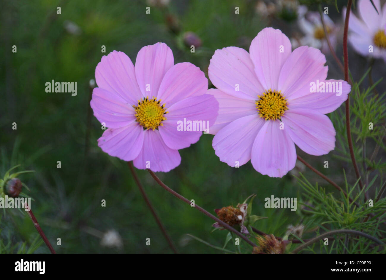Very pale violet flowers hi-res stock photography and images - Alamy