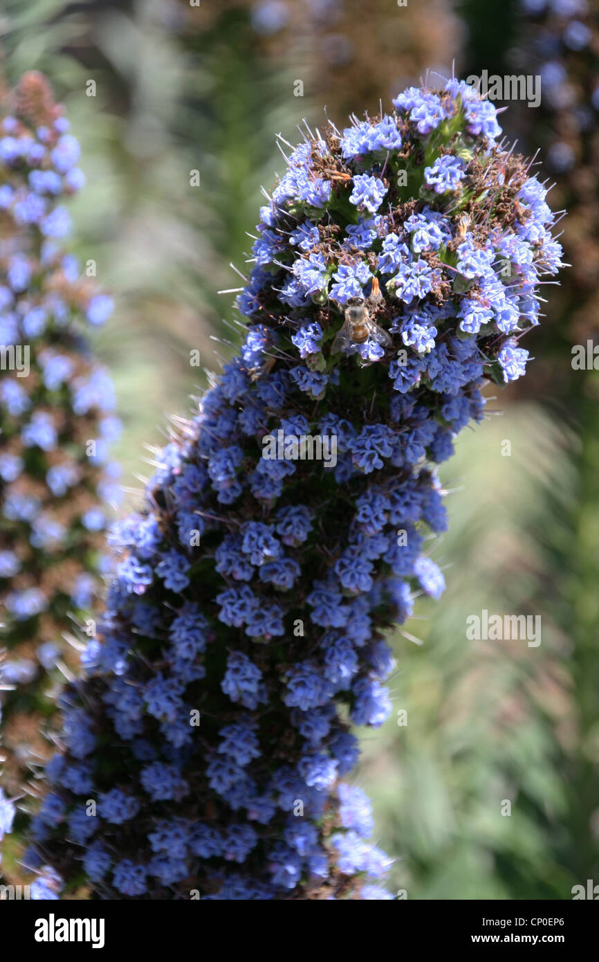 Madeira plant hi-res stock photography and images - Alamy