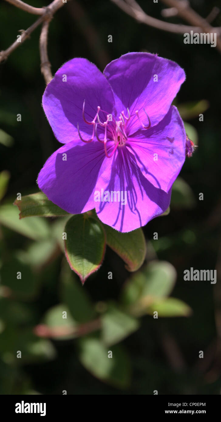 Princess of brazil hi-res stock photography and images - Alamy