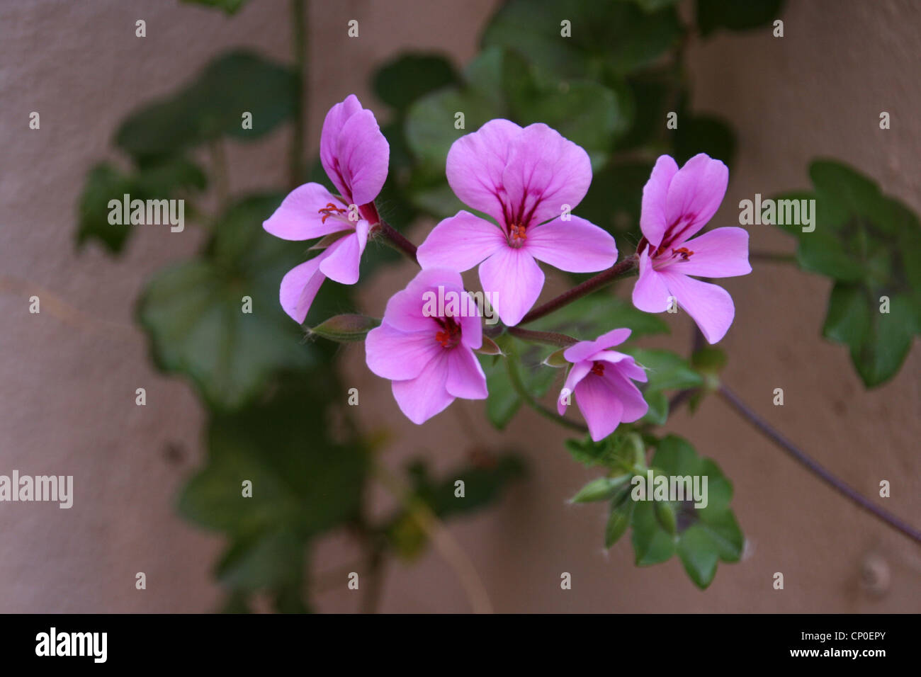 Violet geraniums in a home garden Stock Photo - Alamy