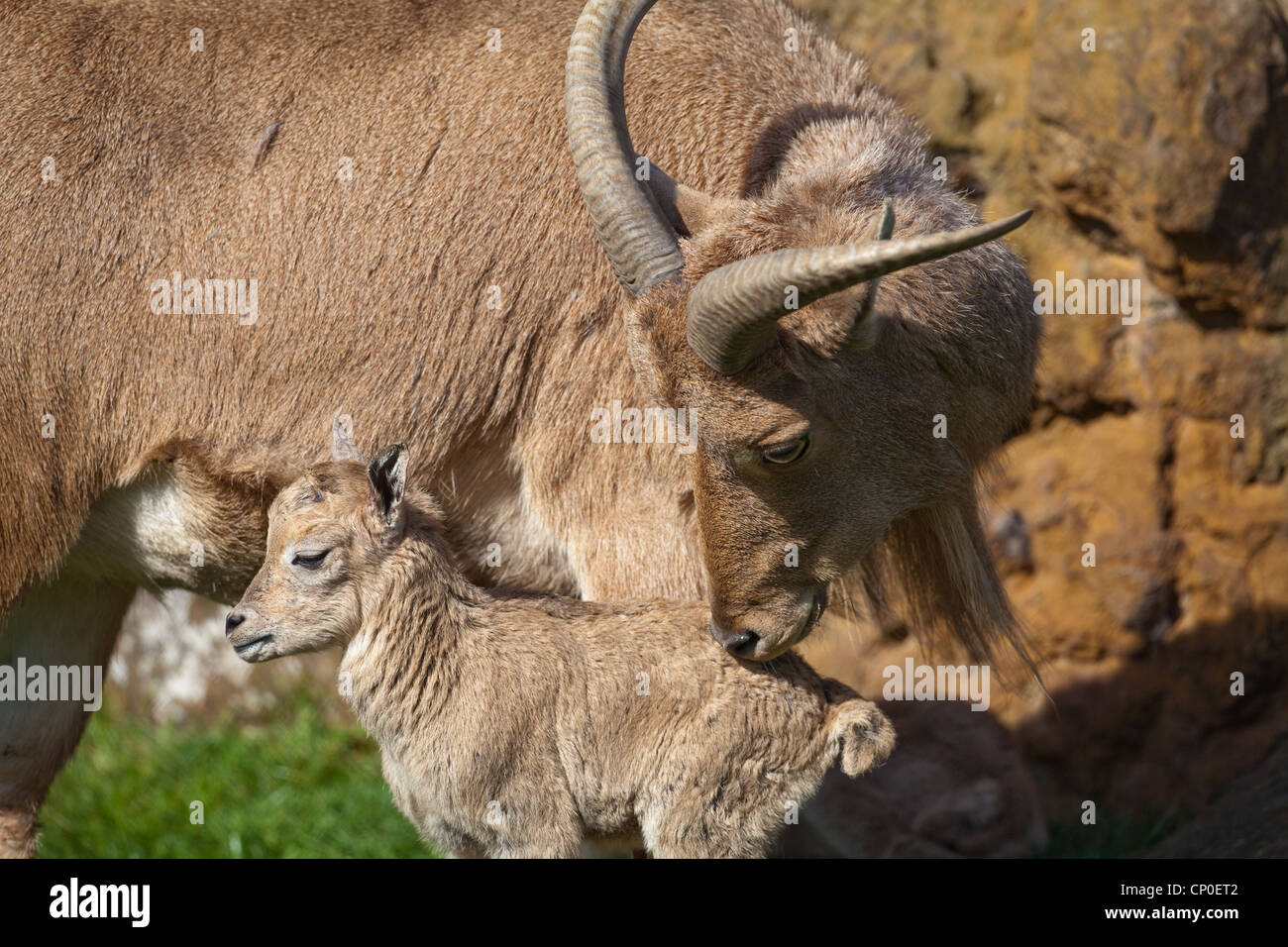 Female Barbary Sheep Ammotragus Lervia High Resolution Stock ...