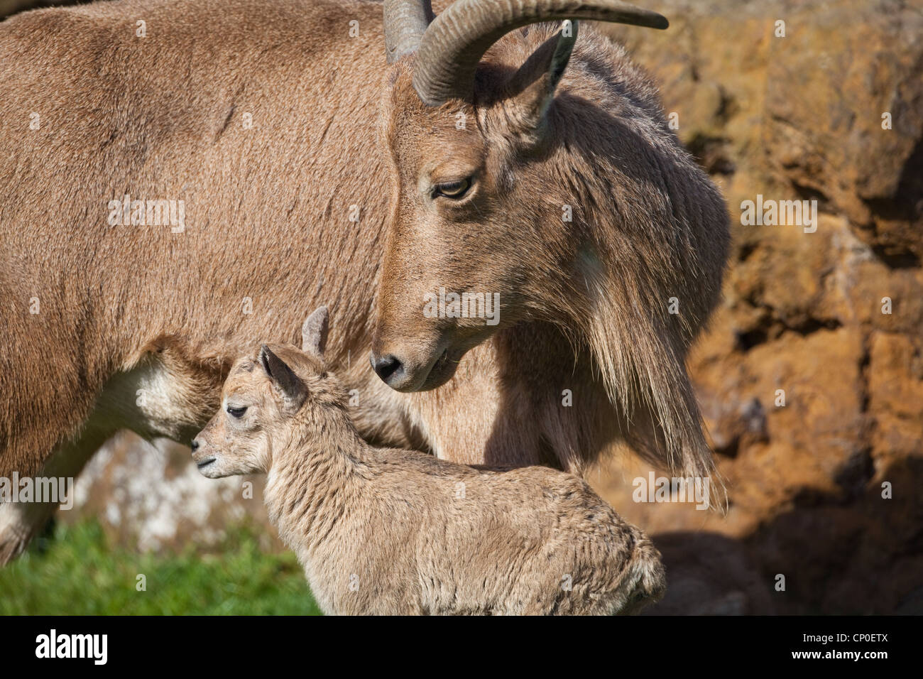 Aoudad with young hi-res stock photography and images - Alamy