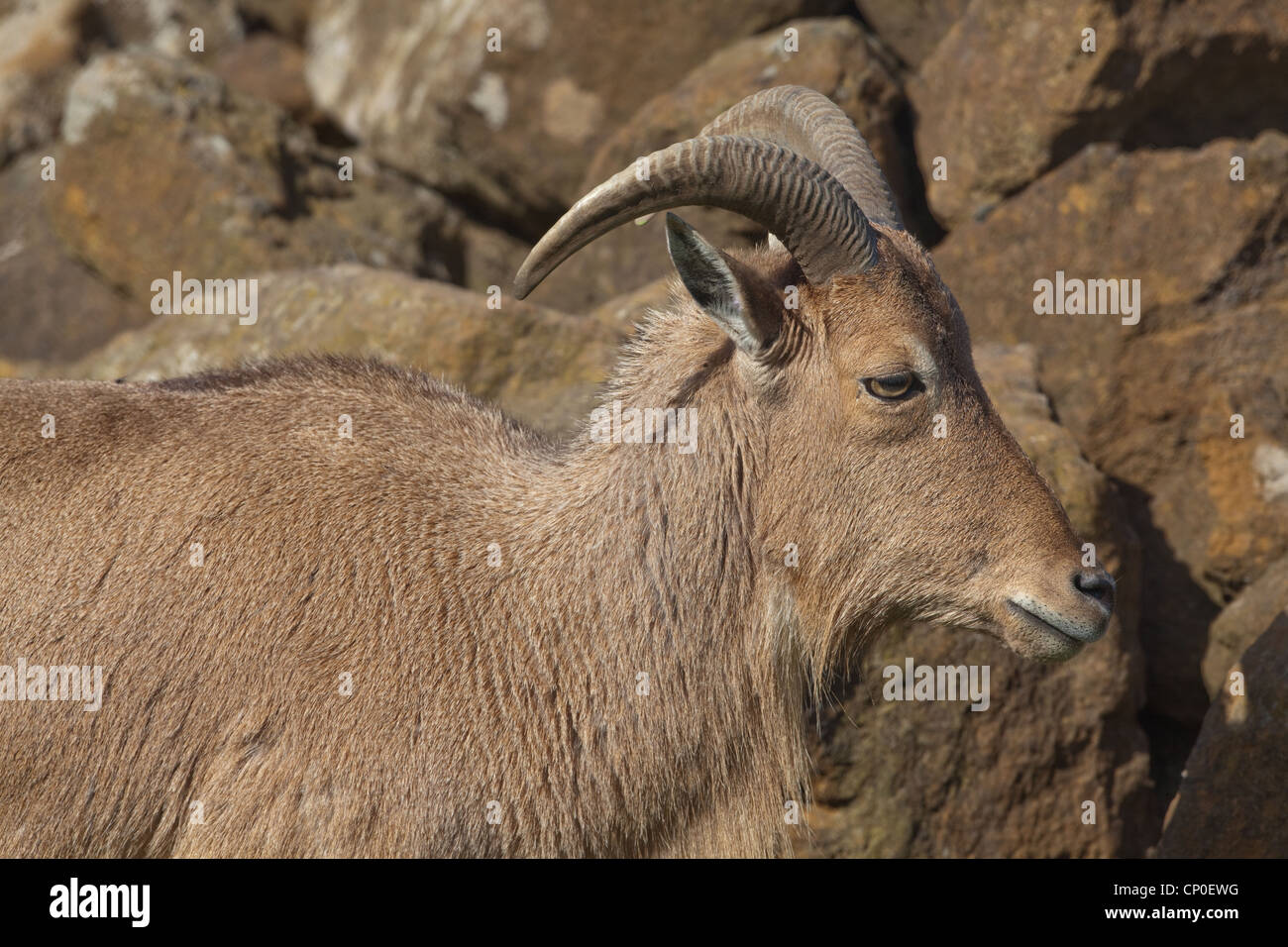 Barbary Sheep or Aoudad (Ammotragus lervia).). Ewe or female Stock ...