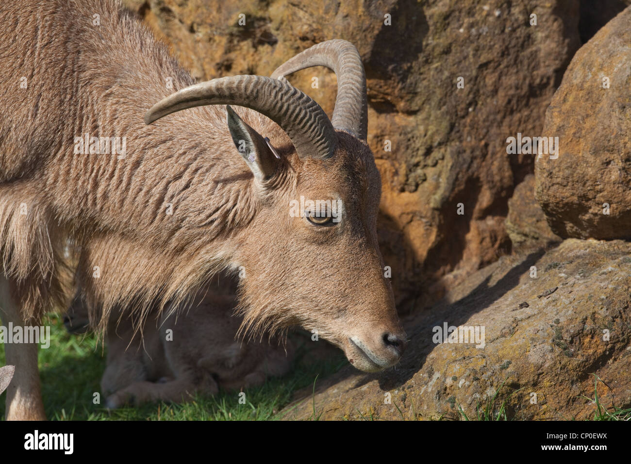 Barbary Sheep or Aoudad (Ammotragus lervia).). Ewe or female Stock ...