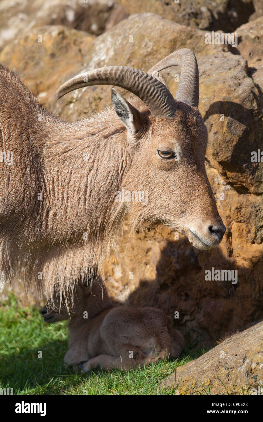 Barbary Sheep or Aoudad (Ammotragus lervia).). Ewe or female. Lambs or ...
