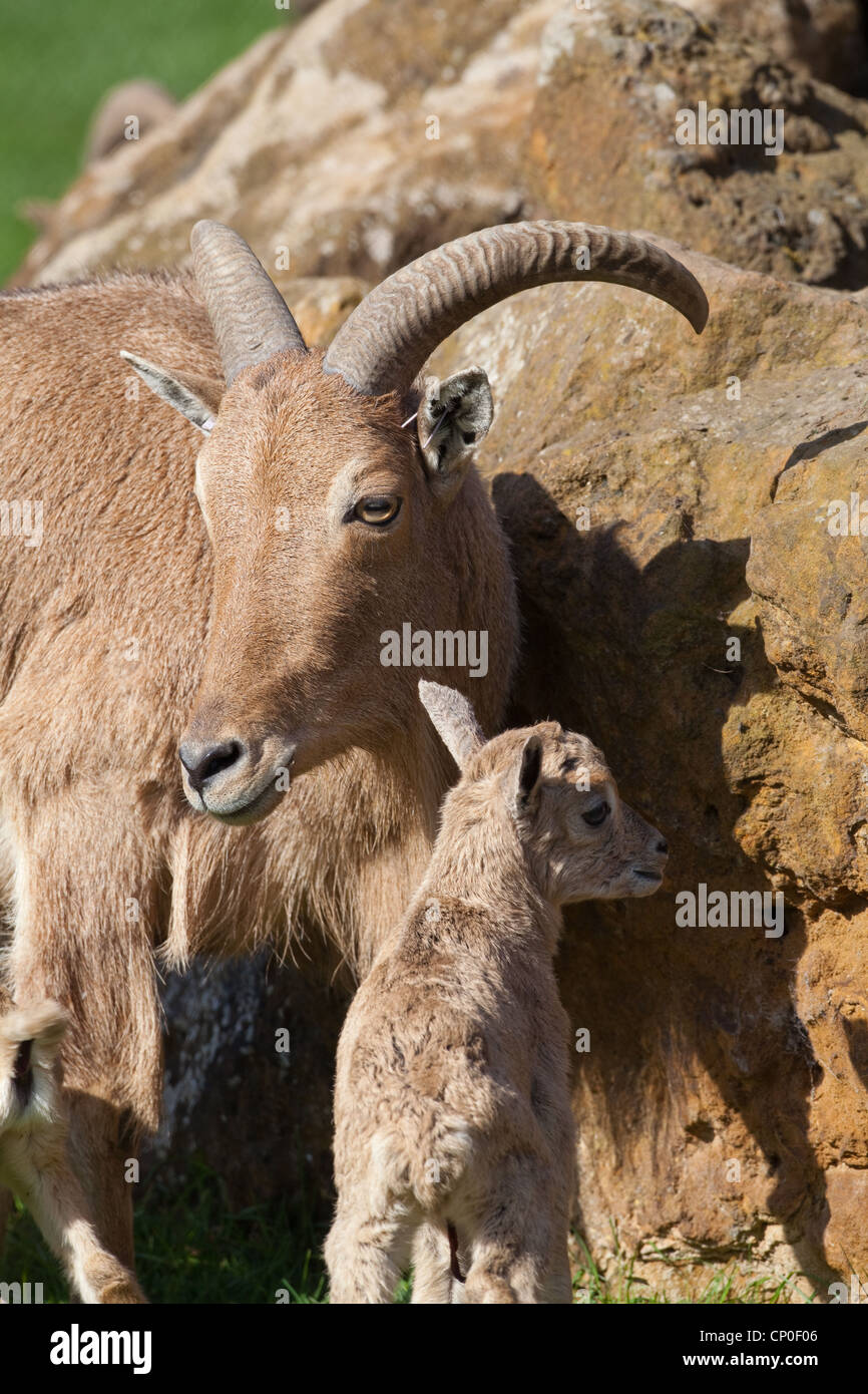 Female barbary sheep ammotragus lervia hi-res stock photography and ...