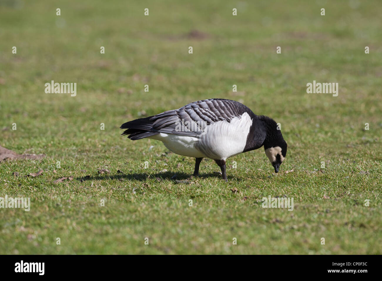 Barnacle Goose Branta leucopsis. Grazing; showing relative lengths of ...