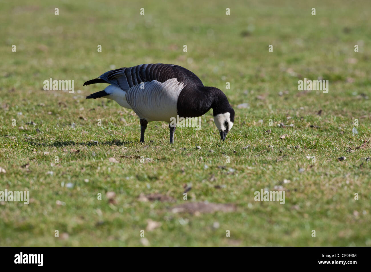 Barnacle Goose Branta leucopsis. Grazing; showing relative lengths of ...