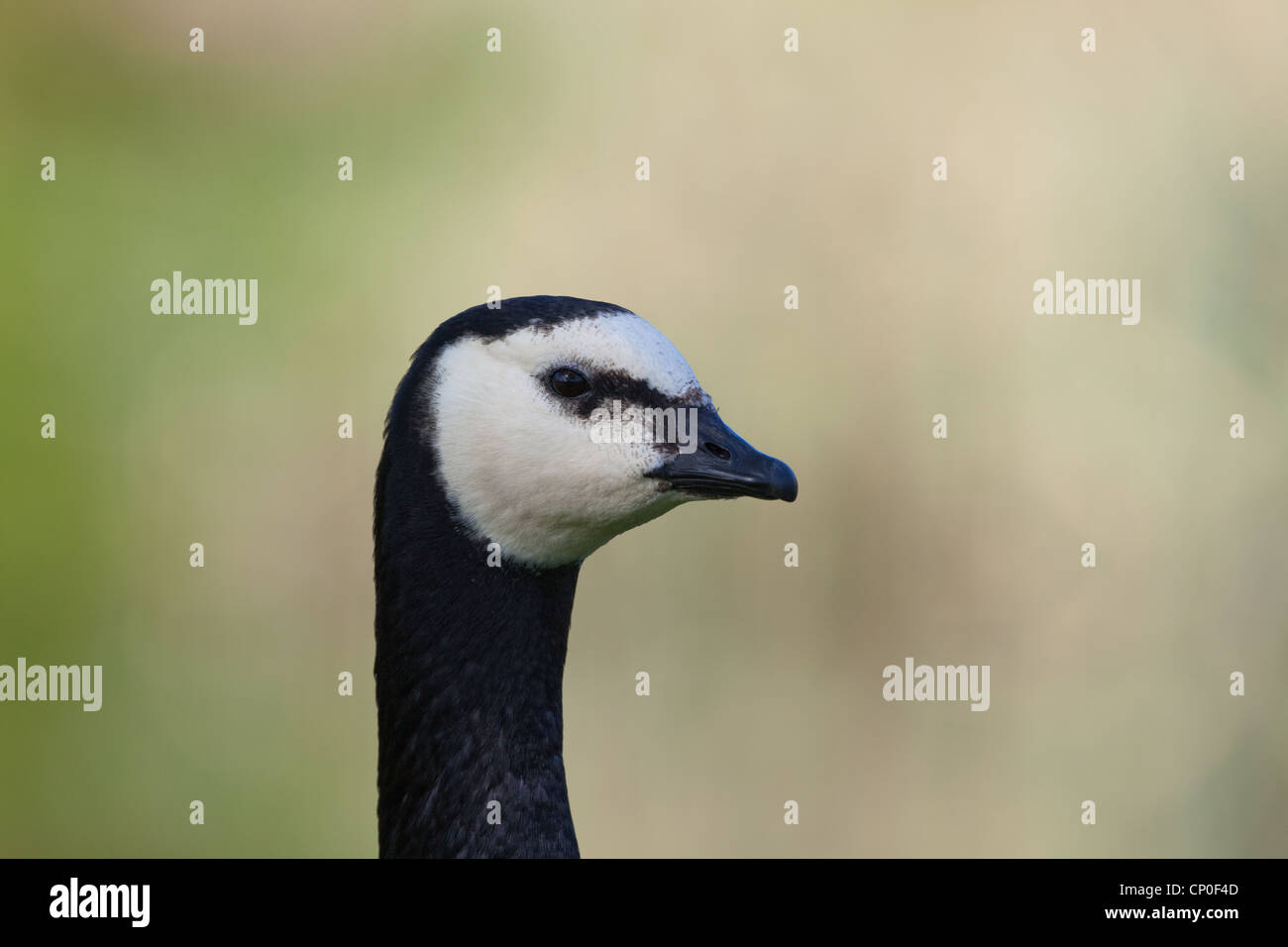 Barnacle Goose (Branta leucopsis). Portrait. Head, beak or bill, neck ...