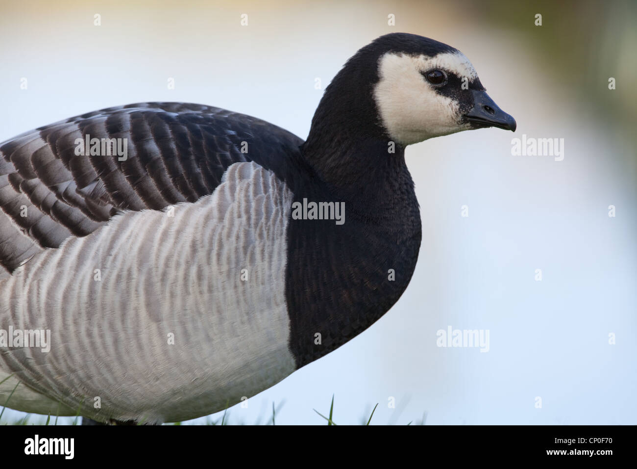 Barnacle Goose (Branta leucopsis). Portrait. Plumage detail Stock Photo ...