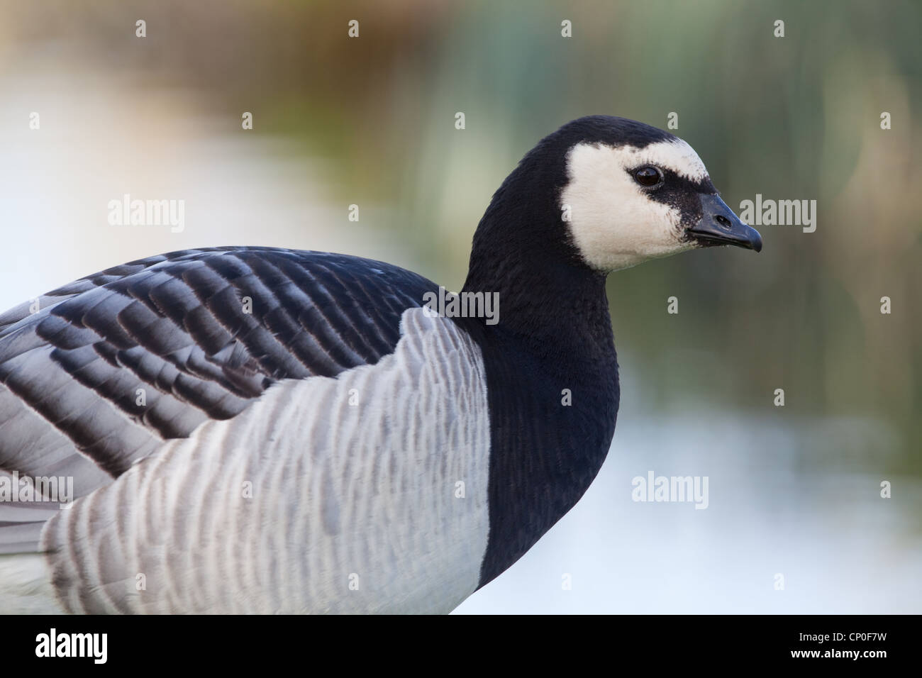 Barnacle Goose (Branta leucopsis). Portrait. Plumage detail Stock Photo ...