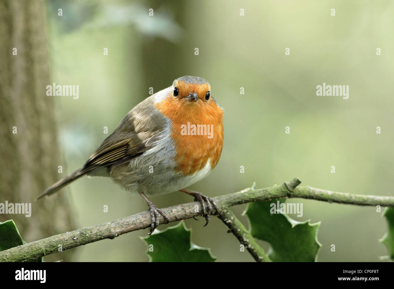 Robin on holly hi-res stock photography and images - Alamy