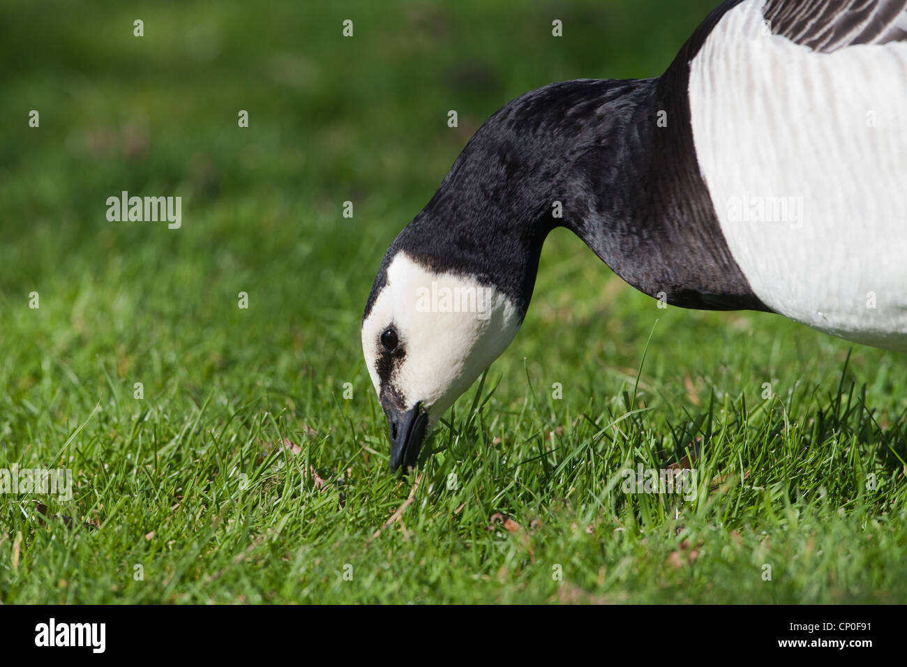 Barnacle Goose (Branta leucopsis). Showing relative length of neck and ...