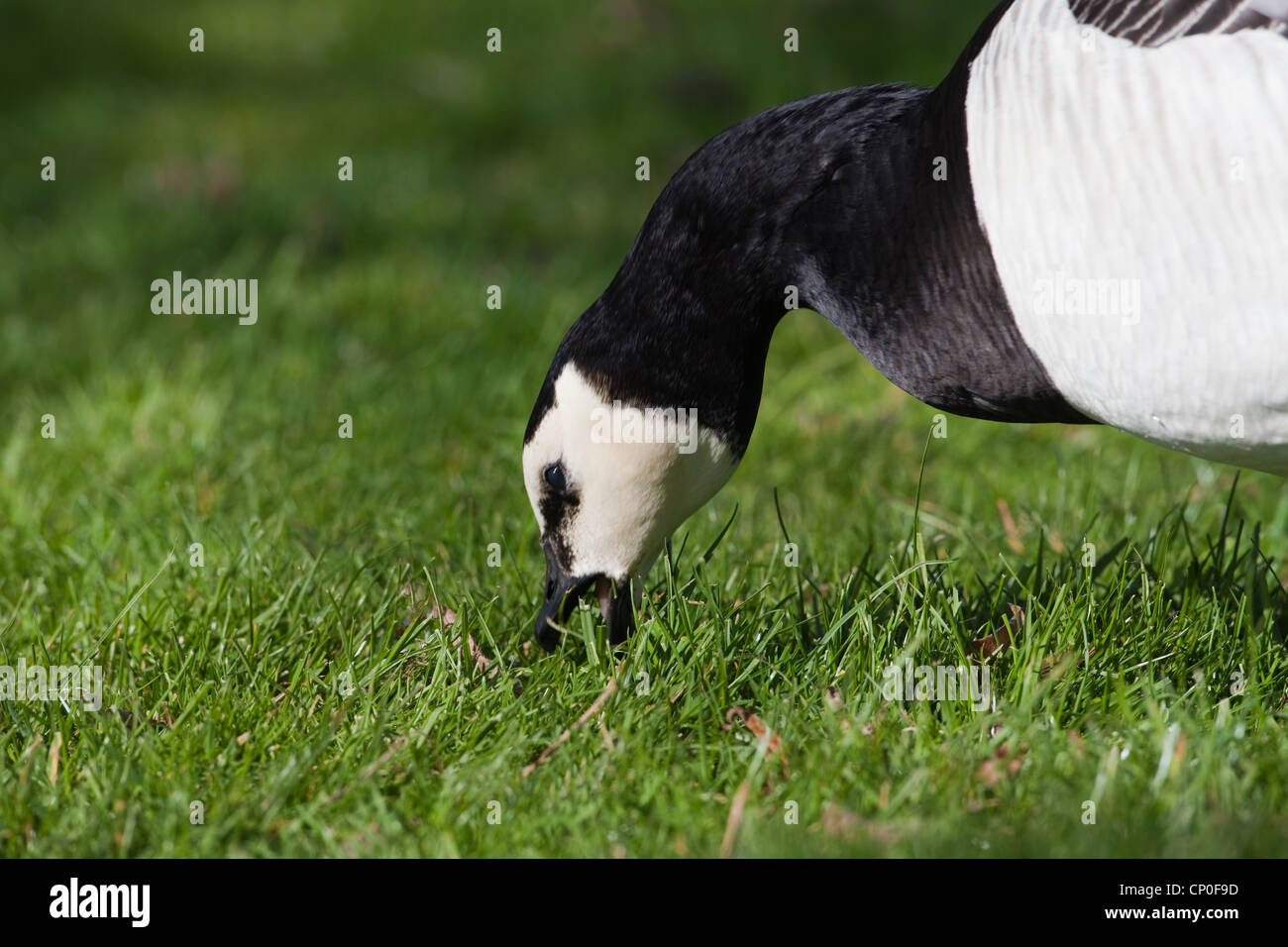 Barnacle Goose (Branta leucopsis). Showing relative length of neck and ...