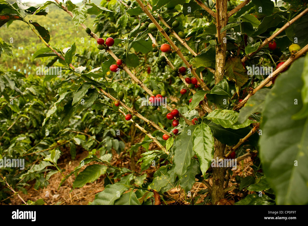Colombian coffee plantations hi-res stock photography and images - Alamy