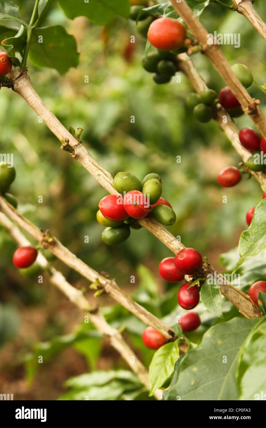 Colombian coffee plantations hi-res stock photography and images - Alamy