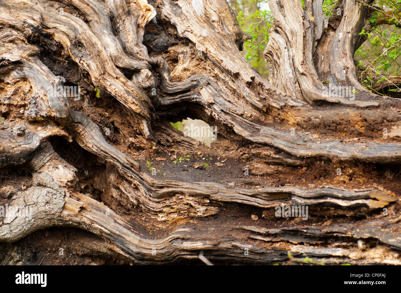 Dead and rotten tree hi-res stock photography and images - Alamy