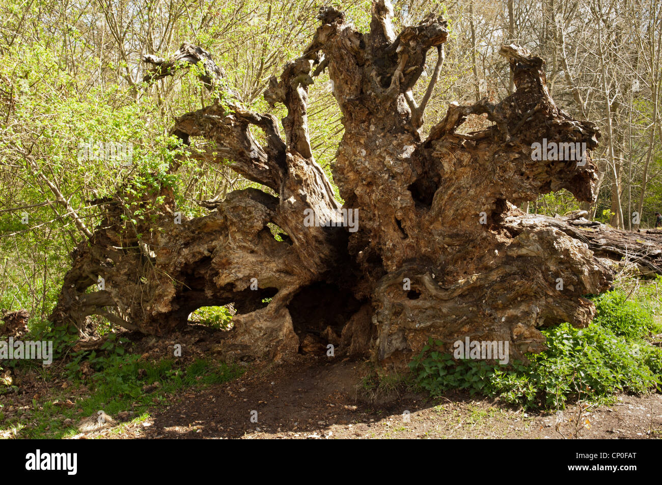 Dead roots hi-res stock photography and images - Alamy