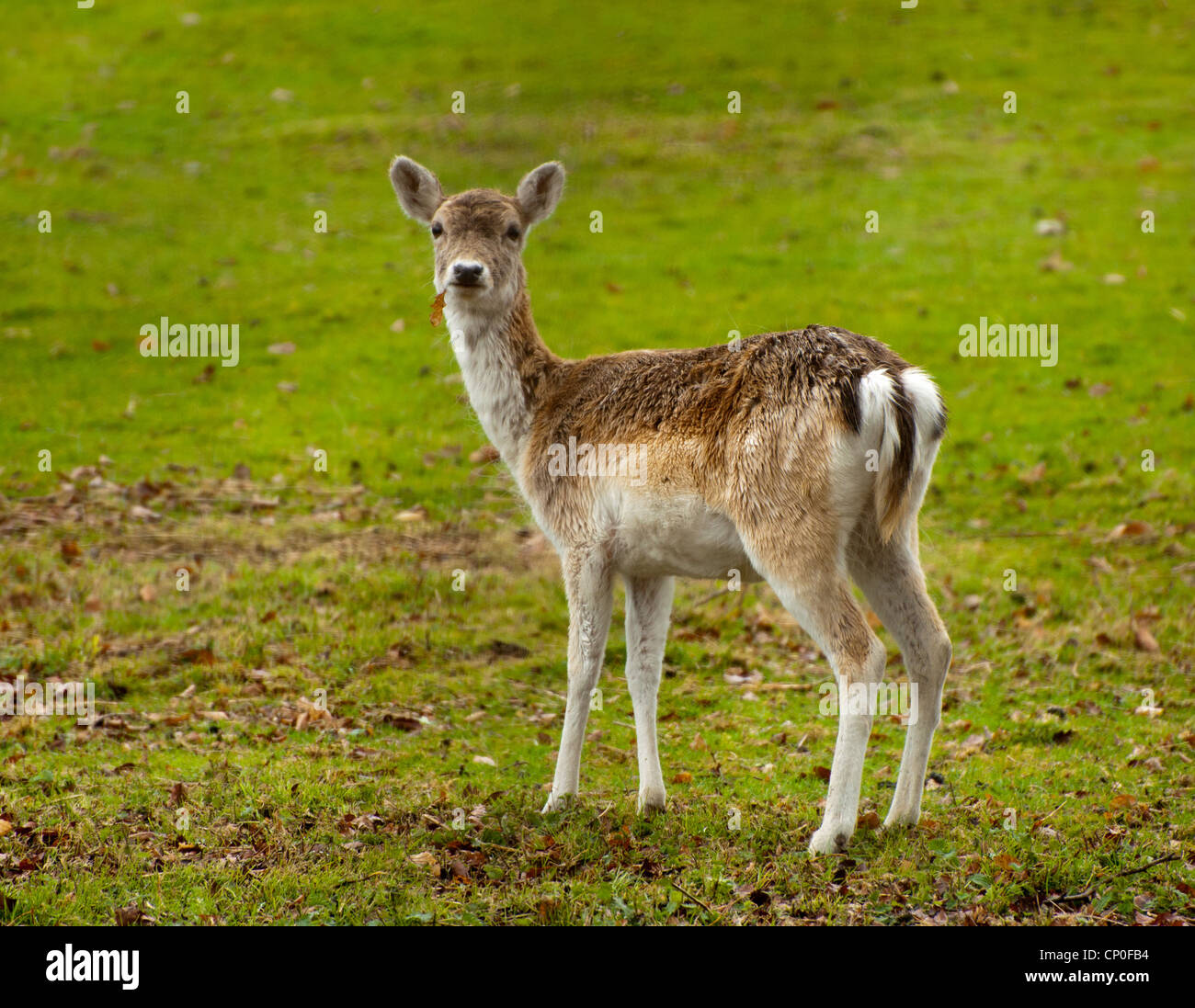 Deer In Field Stock Photo - Alamy