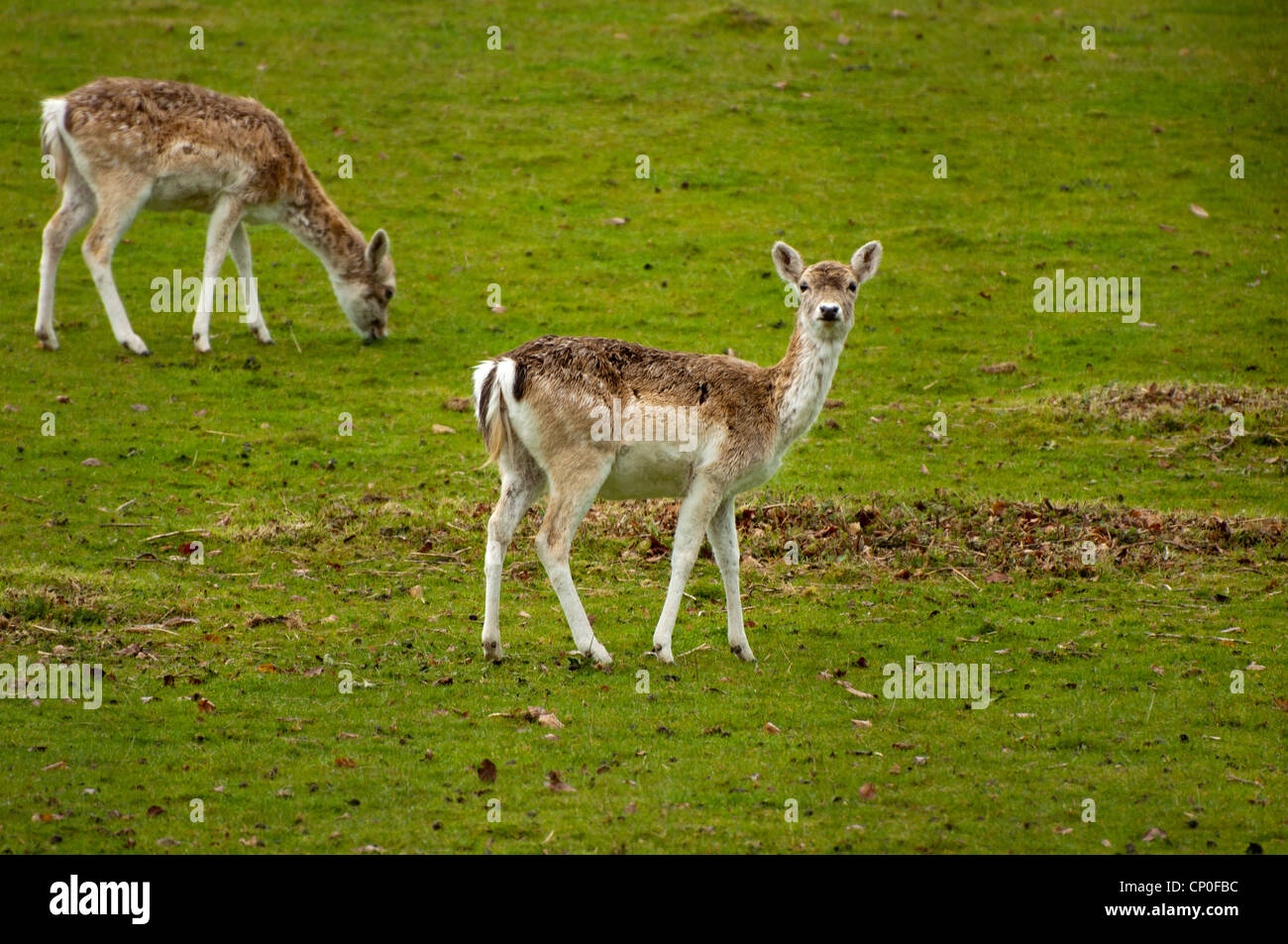Deer In Field Stock Photo - Alamy