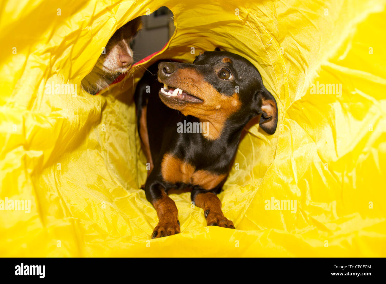 miniature pincer in training tube Stock Photo - Alamy