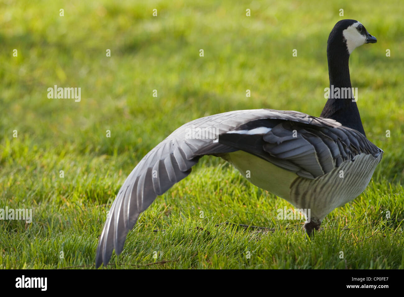 Barnacle Goose (Branta leucopsis). Wing stretching Stock Photo - Alamy