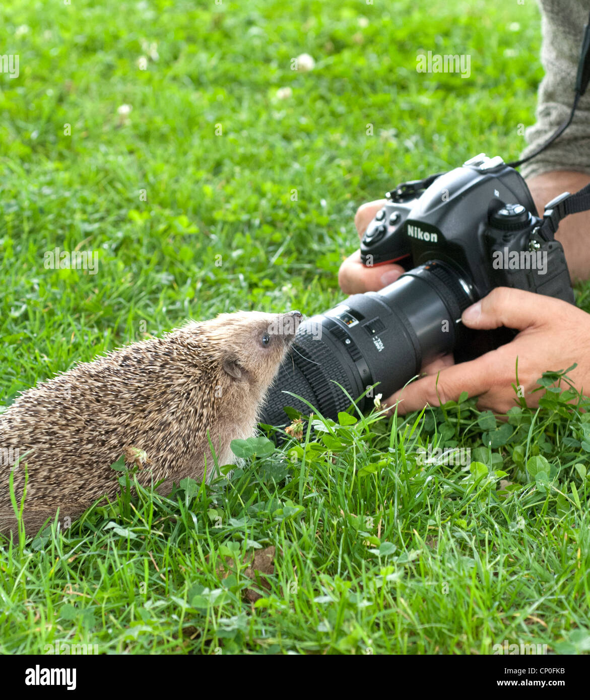 A very inquisitive hedgehog Stock Photo - Alamy