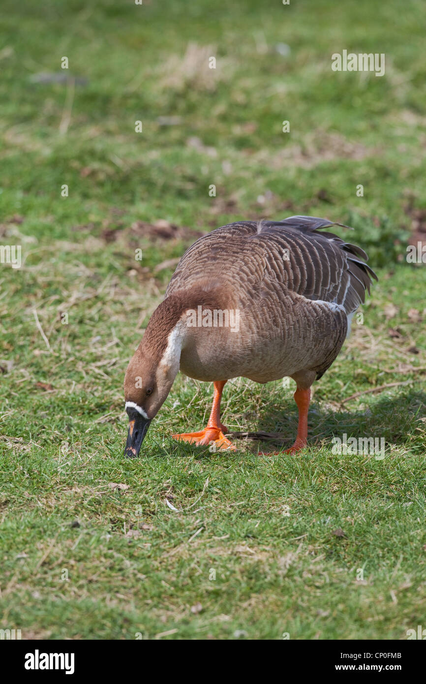 Ancestor of domesticated goose hi-res stock photography and images - Alamy