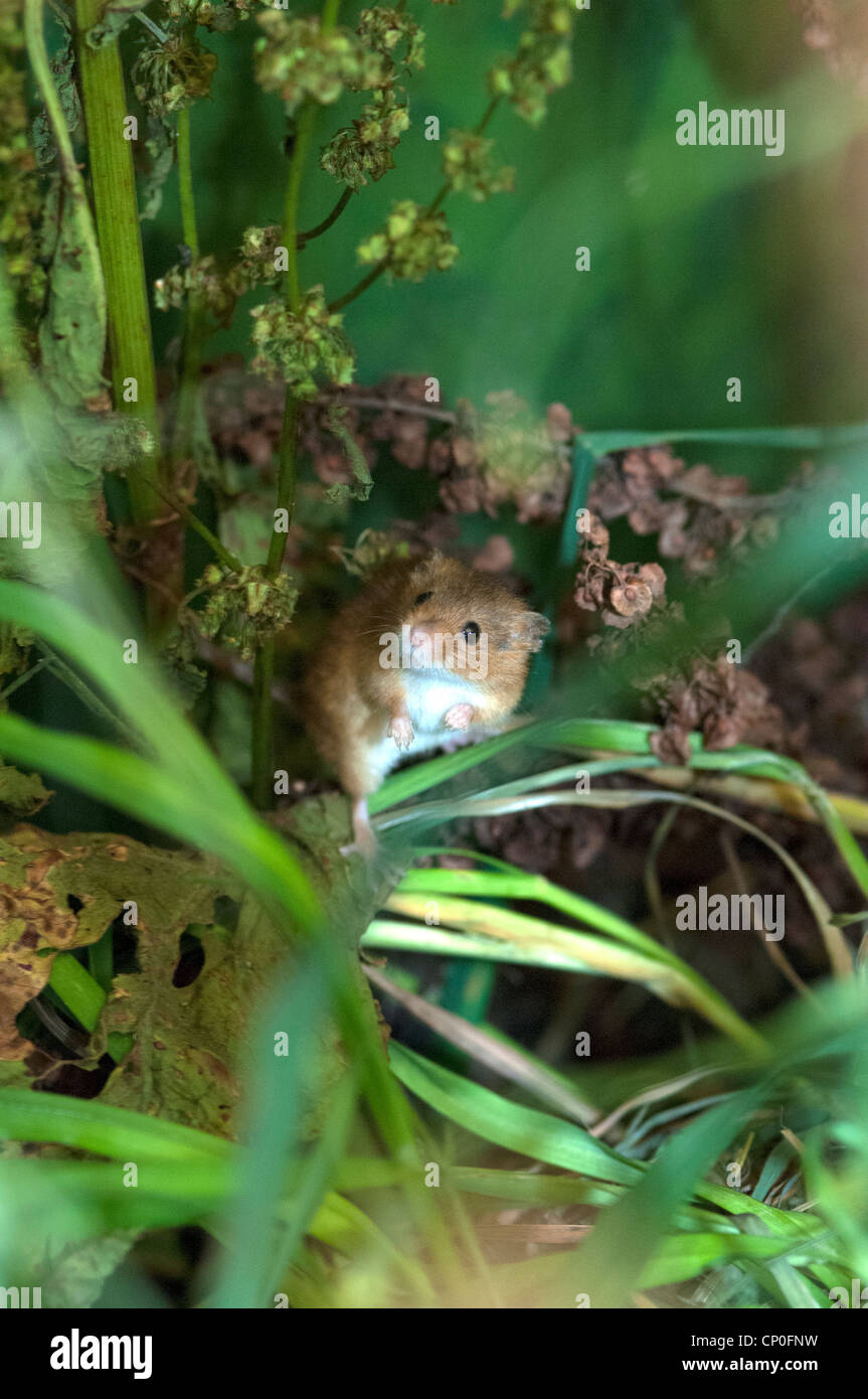 A harvest mouse Stock Photo - Alamy
