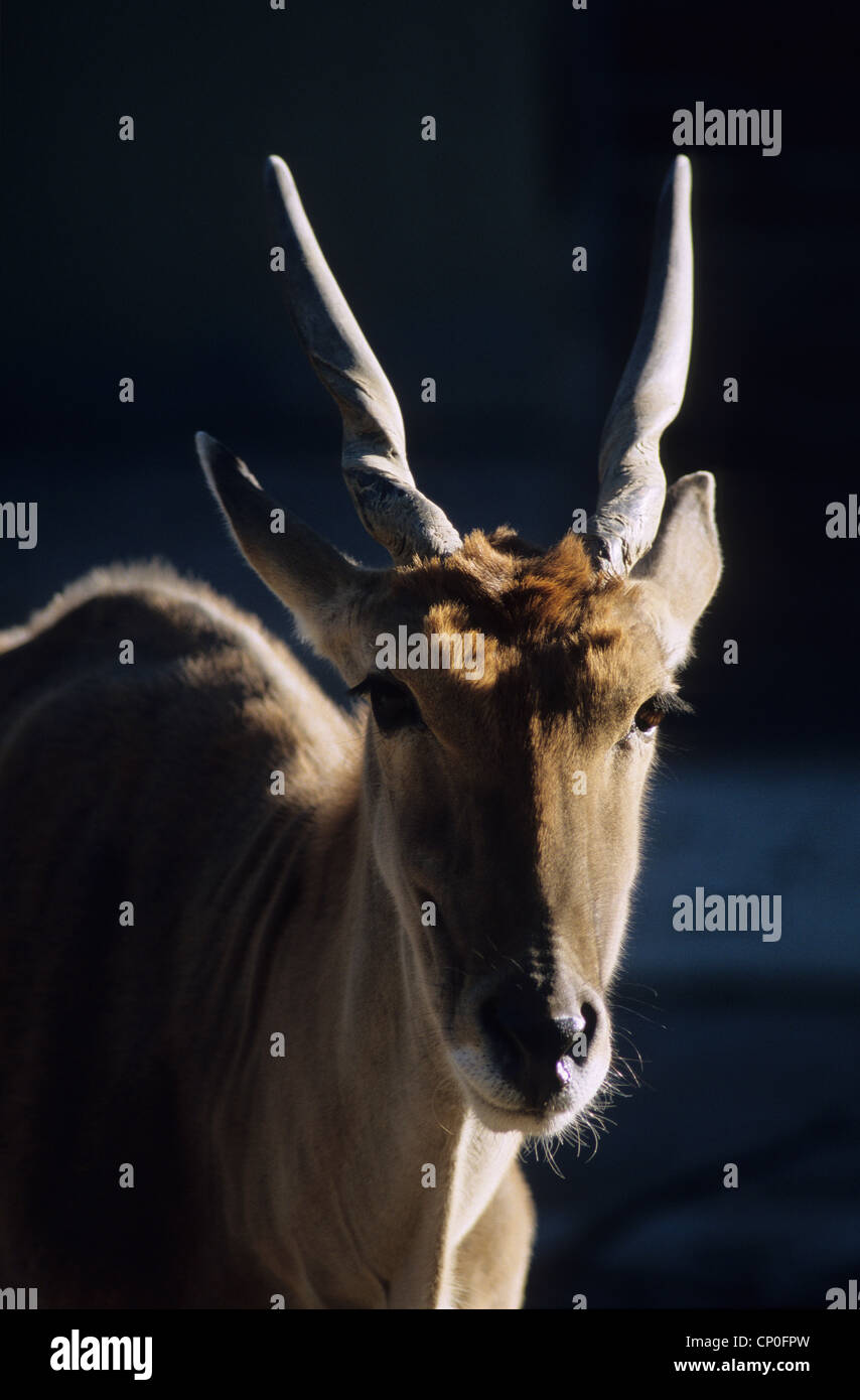 Bovidae in captivity roberto nistri hi-res stock photography and images ...
