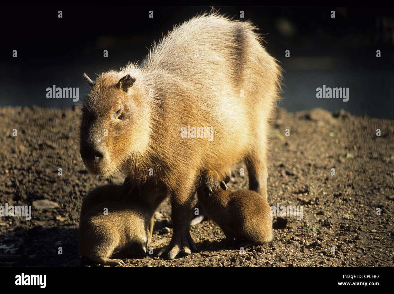 Mammalia in captivity roberto nistri mammals mammal horizontal animal ...